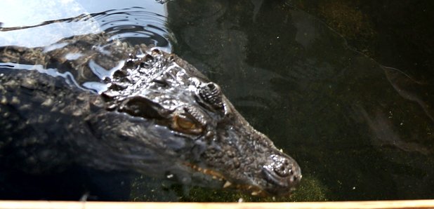 Crocodile listens to Classic FM - Classic FM