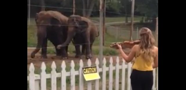 Elephants dance to a violinist playing Bach - Classic FM