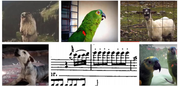 5 animals who can sing Mozart's Queen of the Night aria much better ...