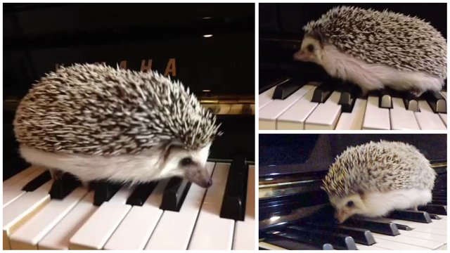 This hedgehog composed a beautiful piece of contemporary classical ...